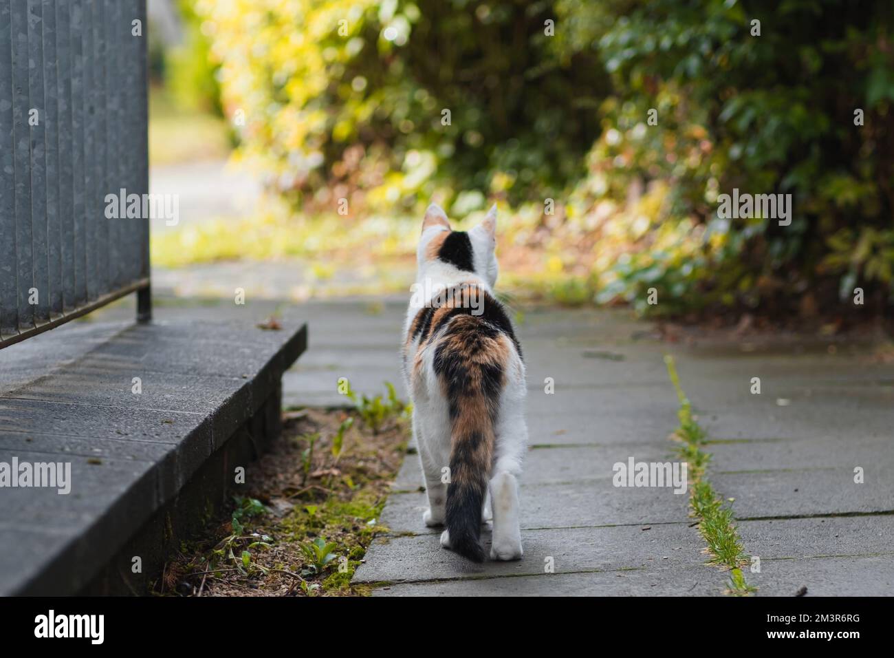 A closeup view of a calico cat walking on the ground Stock Photo - Alamy