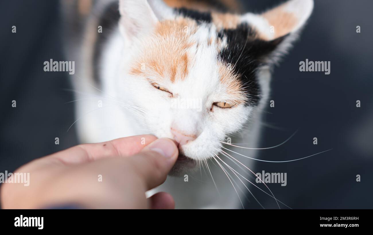 A closeup portrait of a cute calico cat eating from a hand Stock Photo ...