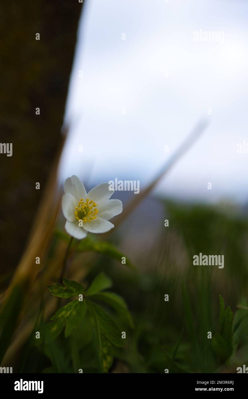 A vertical view of a single Anemone flower Stock Photo - Alamy