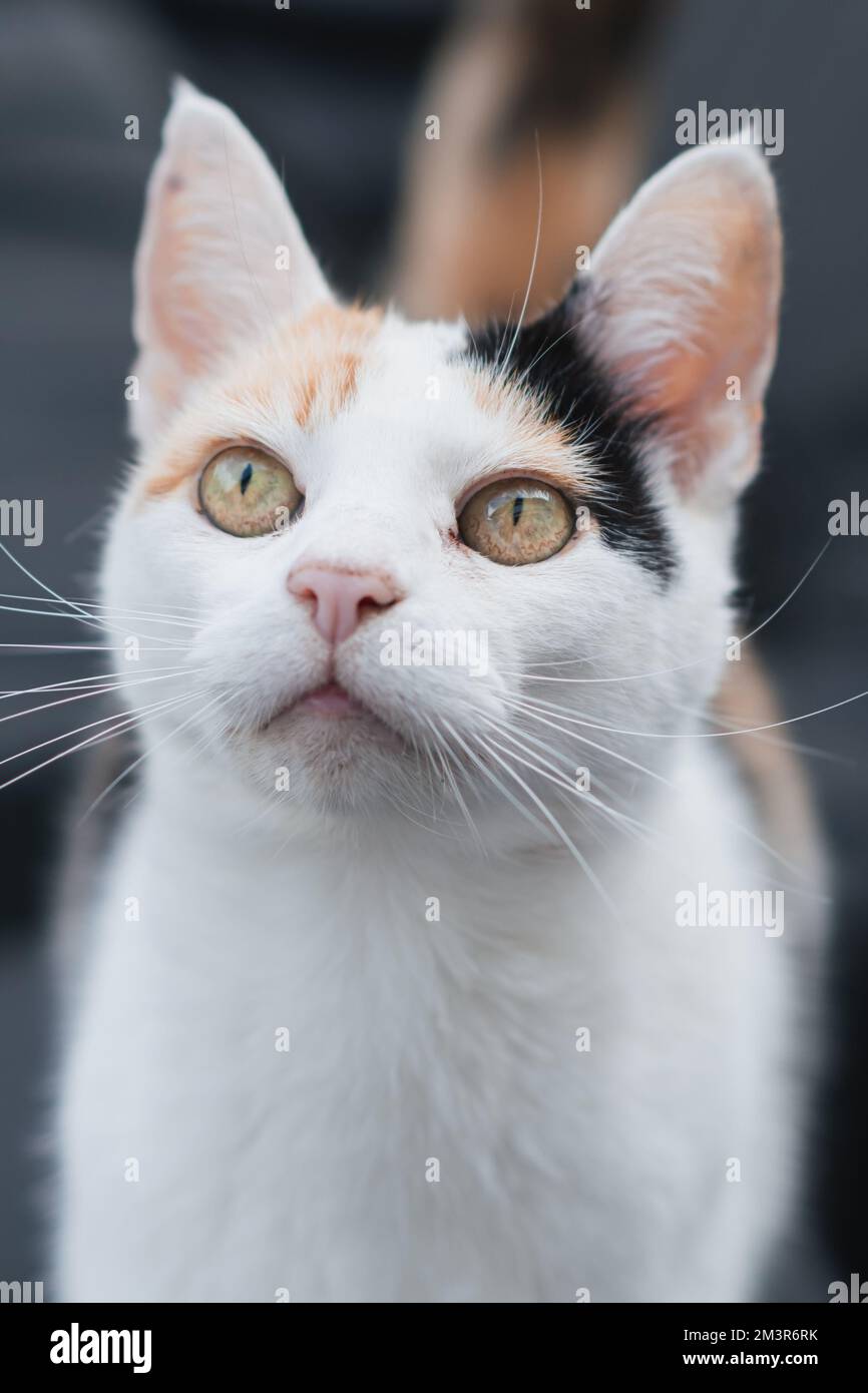 A vertical closeup portrait of a cute calico cat Stock Photo - Alamy