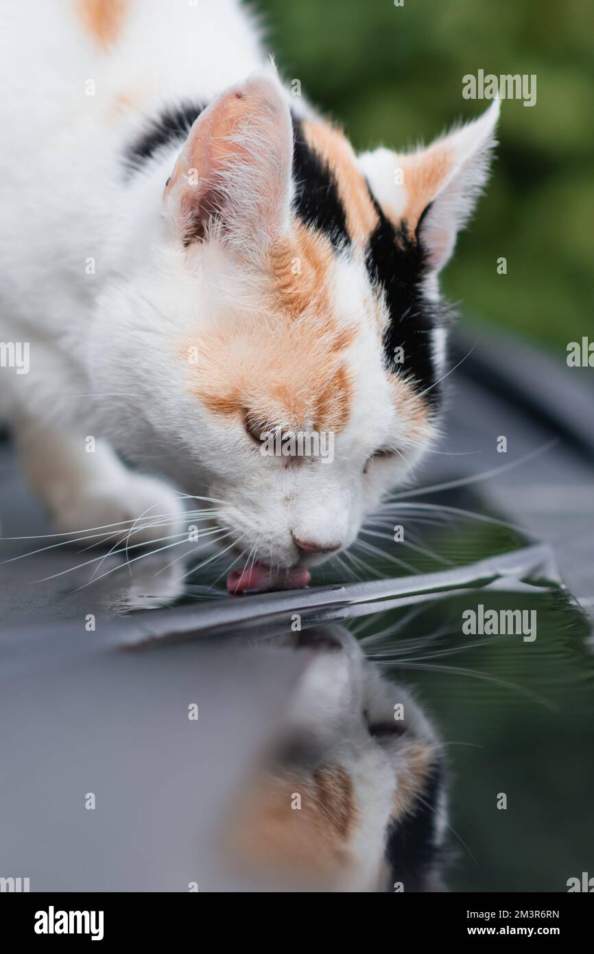 A beautiful vertical closeup portrait of a cute calico cat drinking ...