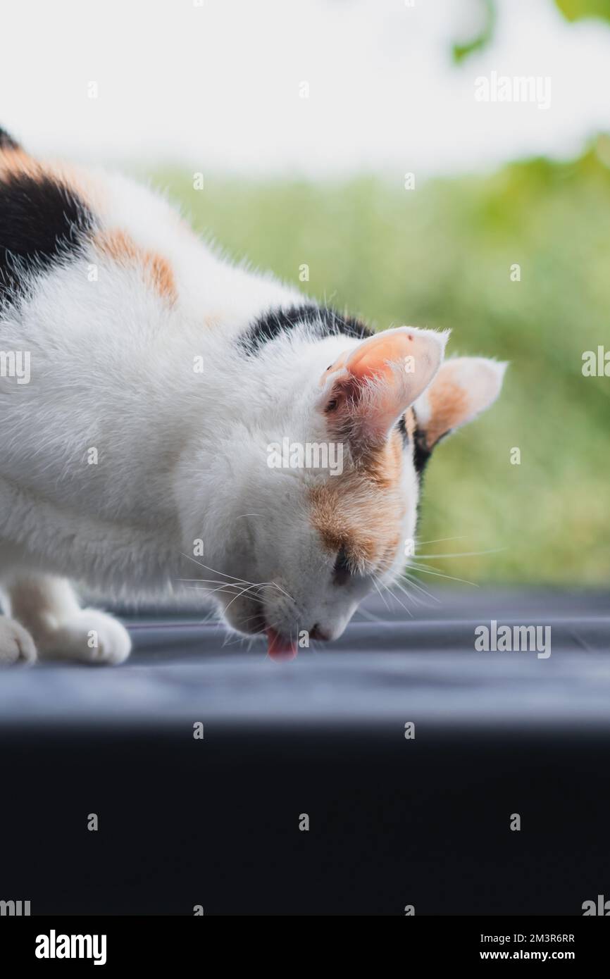 A closeup portrait of a cute calico cat drinking water from a ground ...
