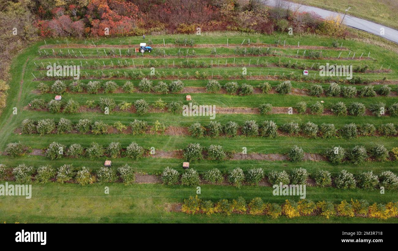 An aerial of apple orchards in the field yellow trees around Stock ...