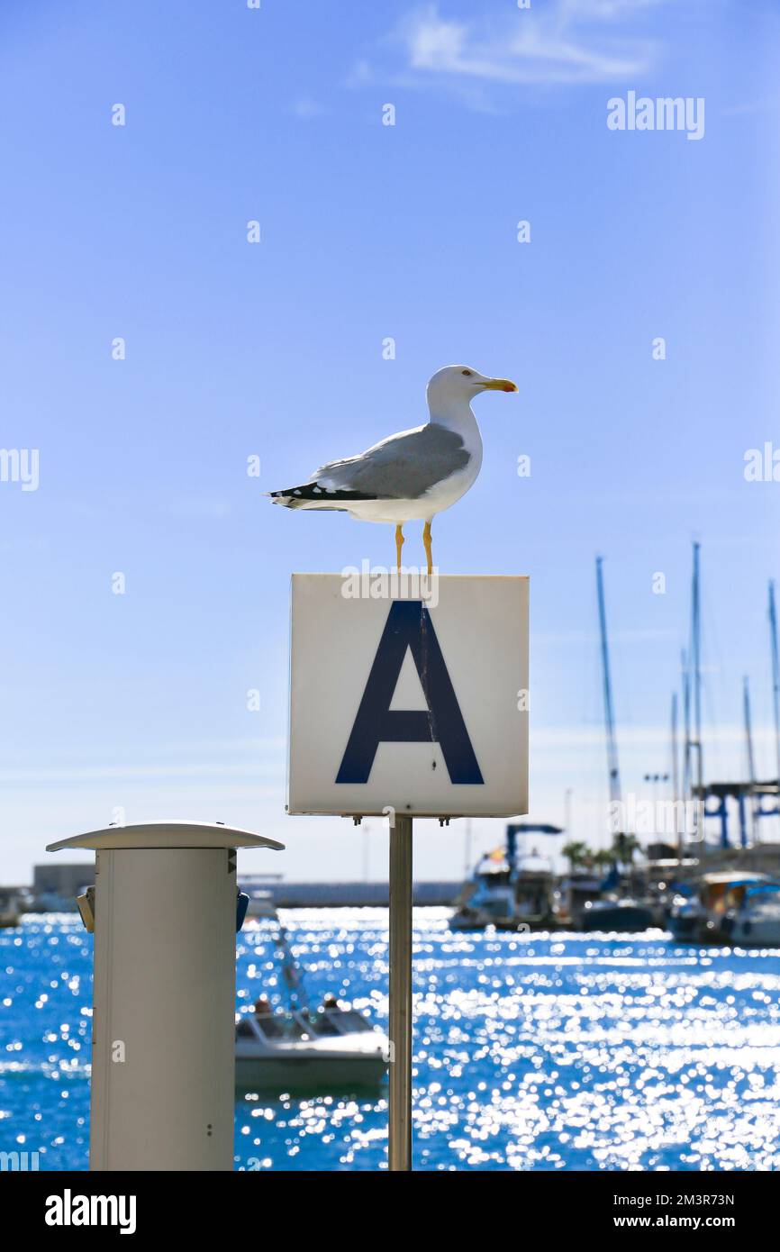 Seagull sunbathing on the waterfront on top of a sign with a letter A ...