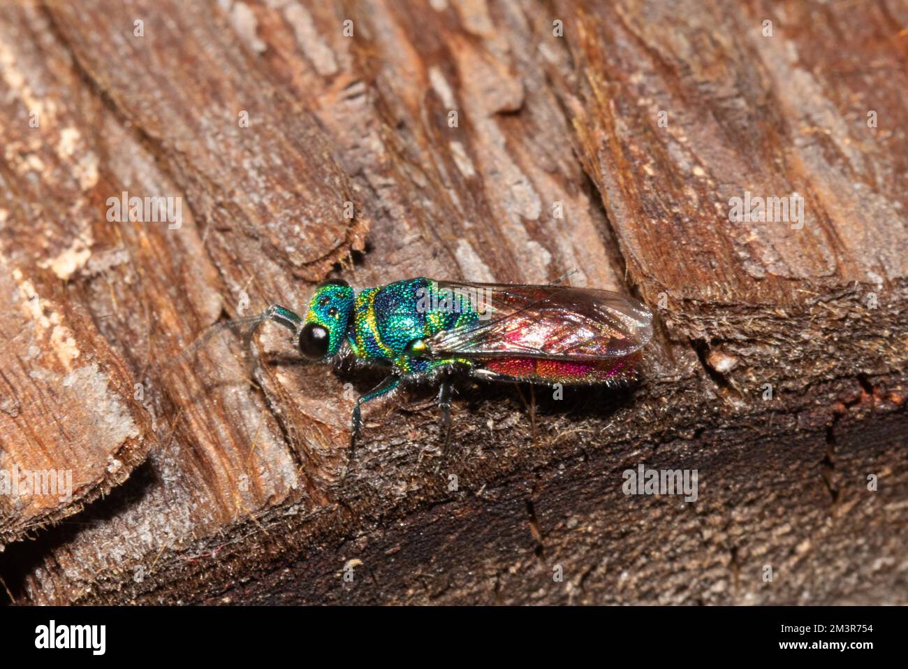 Common golden wasp sitting on tree trunk seen on left side Stock Photo ...