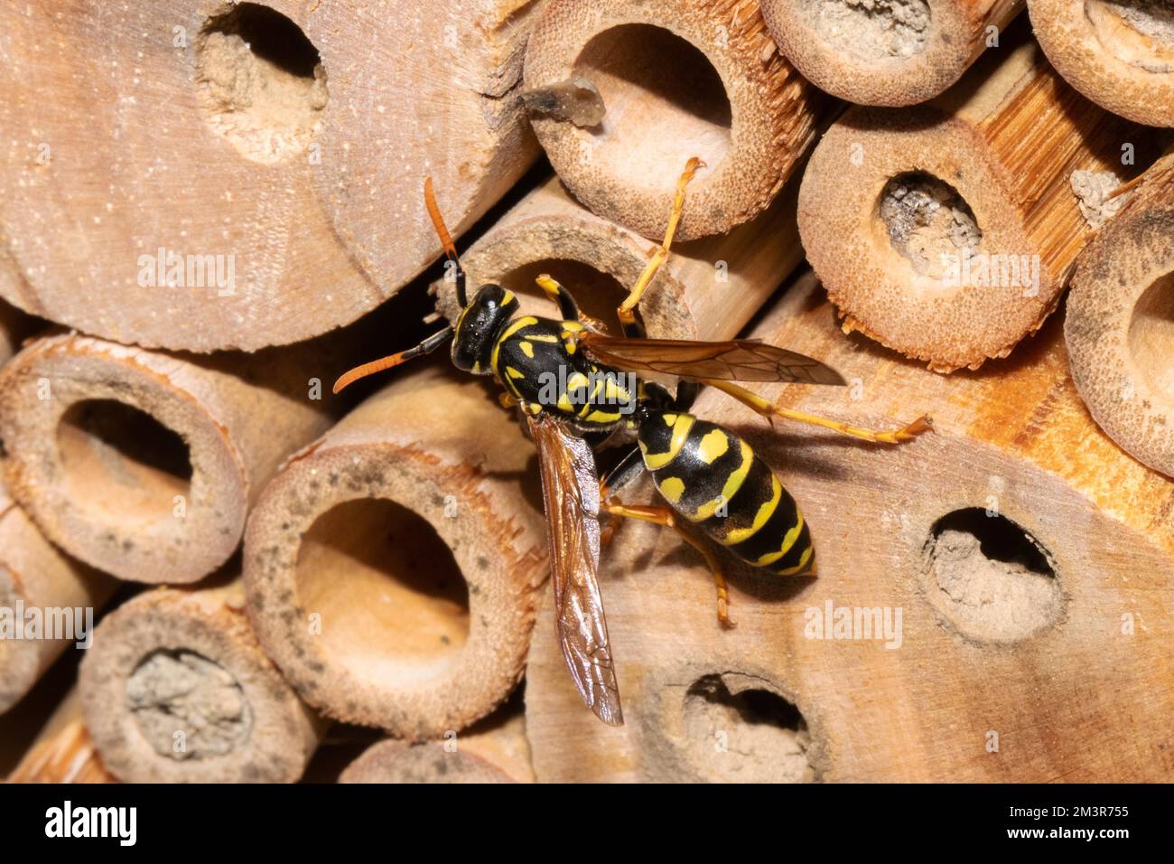French field wasp sitting at nest hole seen from the back left Stock ...