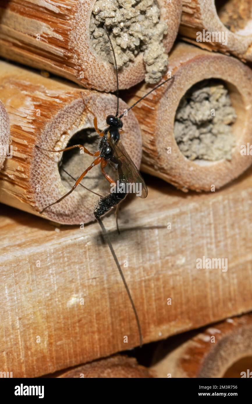 Red-legged wood wasp hanging on insect hotel looking up Stock Photo - Alamy