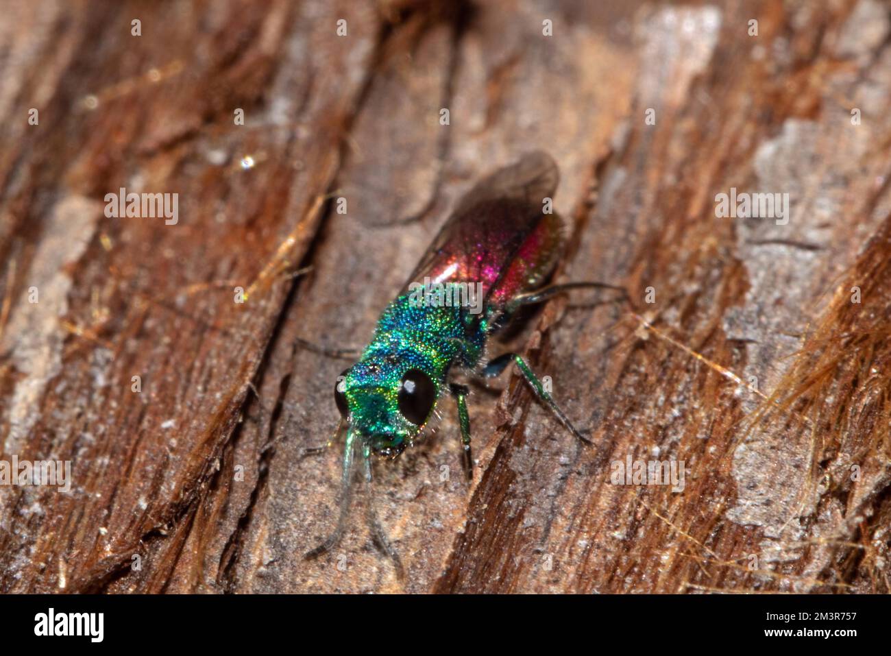 Common golden wasp sitting on tree trunk looking down diagonally to the ...
