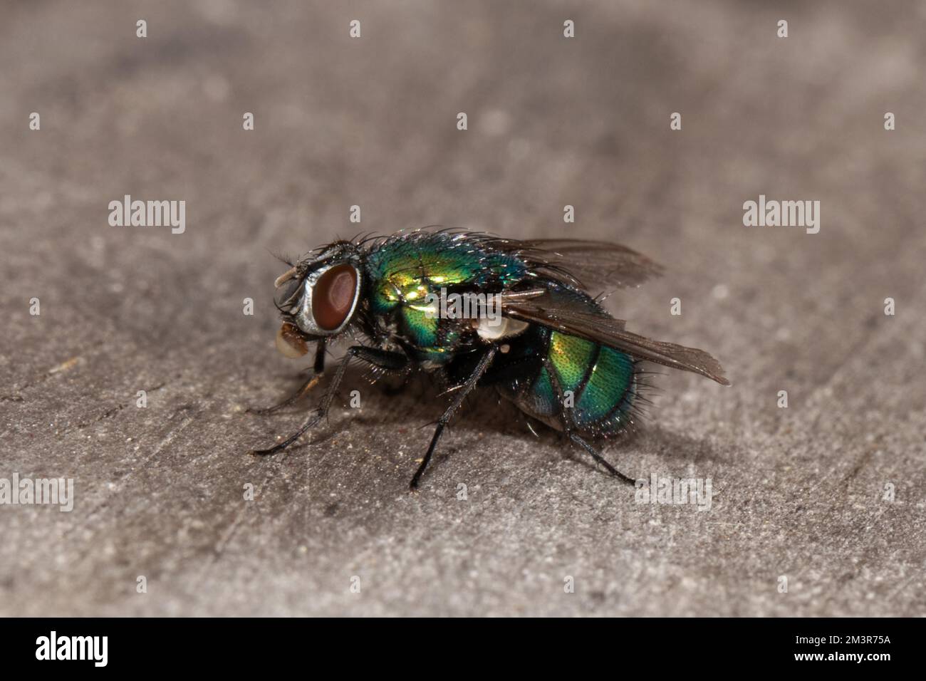 Emperor gold fly hi-res stock photography and images - Alamy