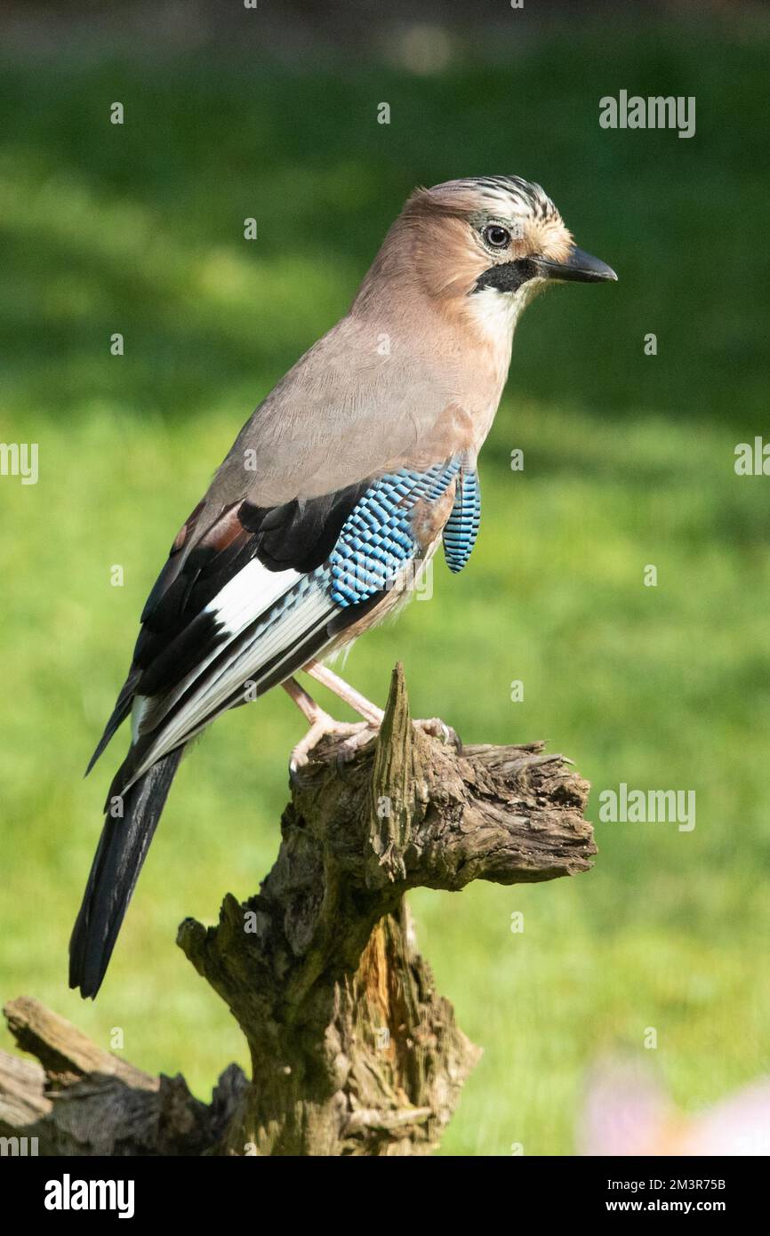 Eurasian Jay sitting on tree stump looking right Stock Photo - Alamy