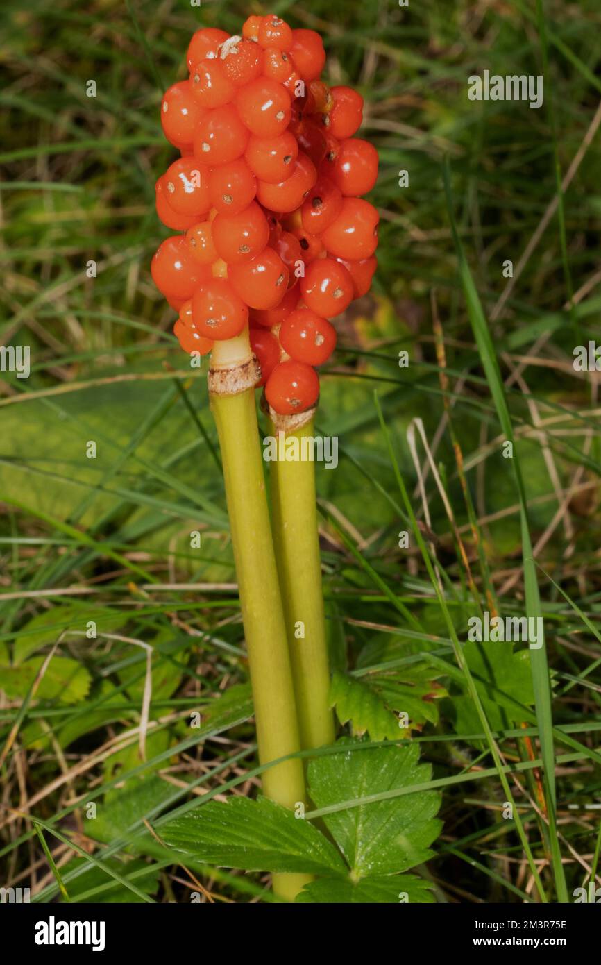 Spotted arum two inflorescences with many orange fruits Stock Photo - Alamy