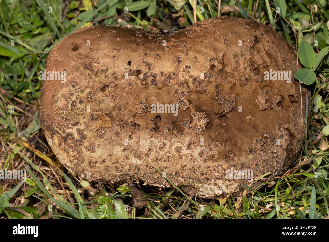 Giant puffball, old brown fruiting body in green meadow Stock Photo - Alamy