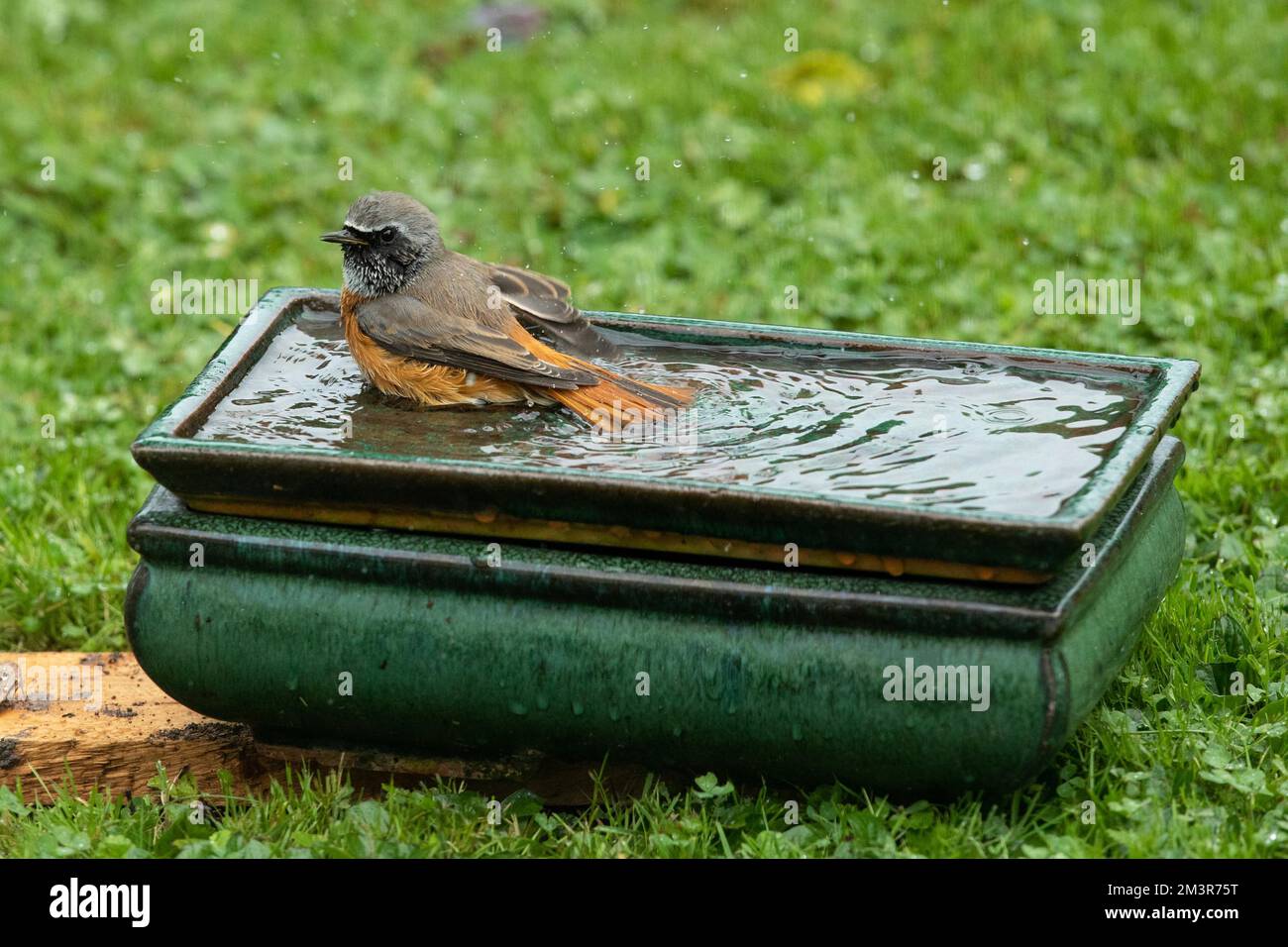 Redstart male with water drop in table with water sitting in green ...