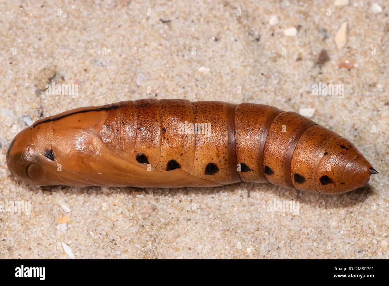Oleander hawk moth caterpillar hi-res stock photography and images - Alamy