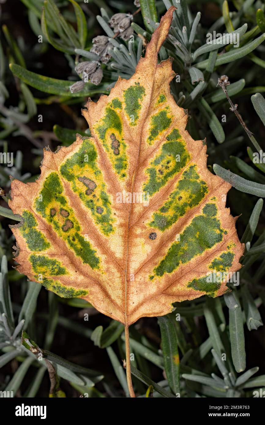 Autumn coloured leaf in yellow green and brown in front of conifer ...