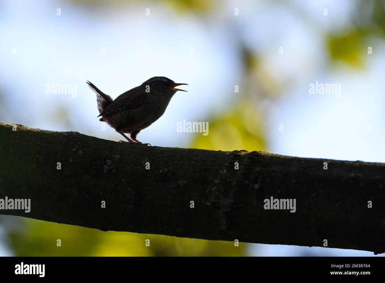 Passerine bird silhouette hi-res stock photography and images - Alamy