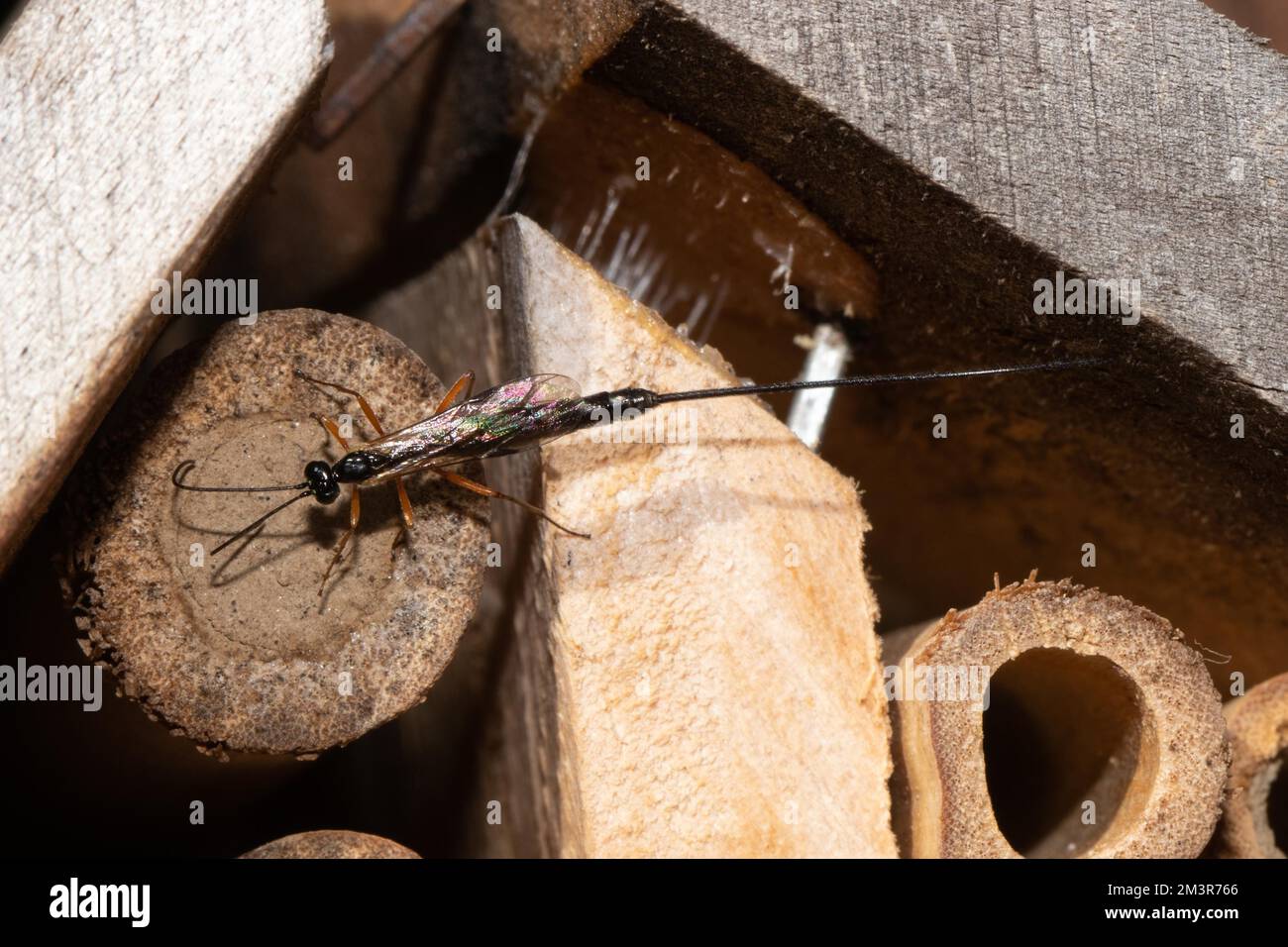 Red-legged wood wasp hanging from insect hotel seen left Stock Photo ...