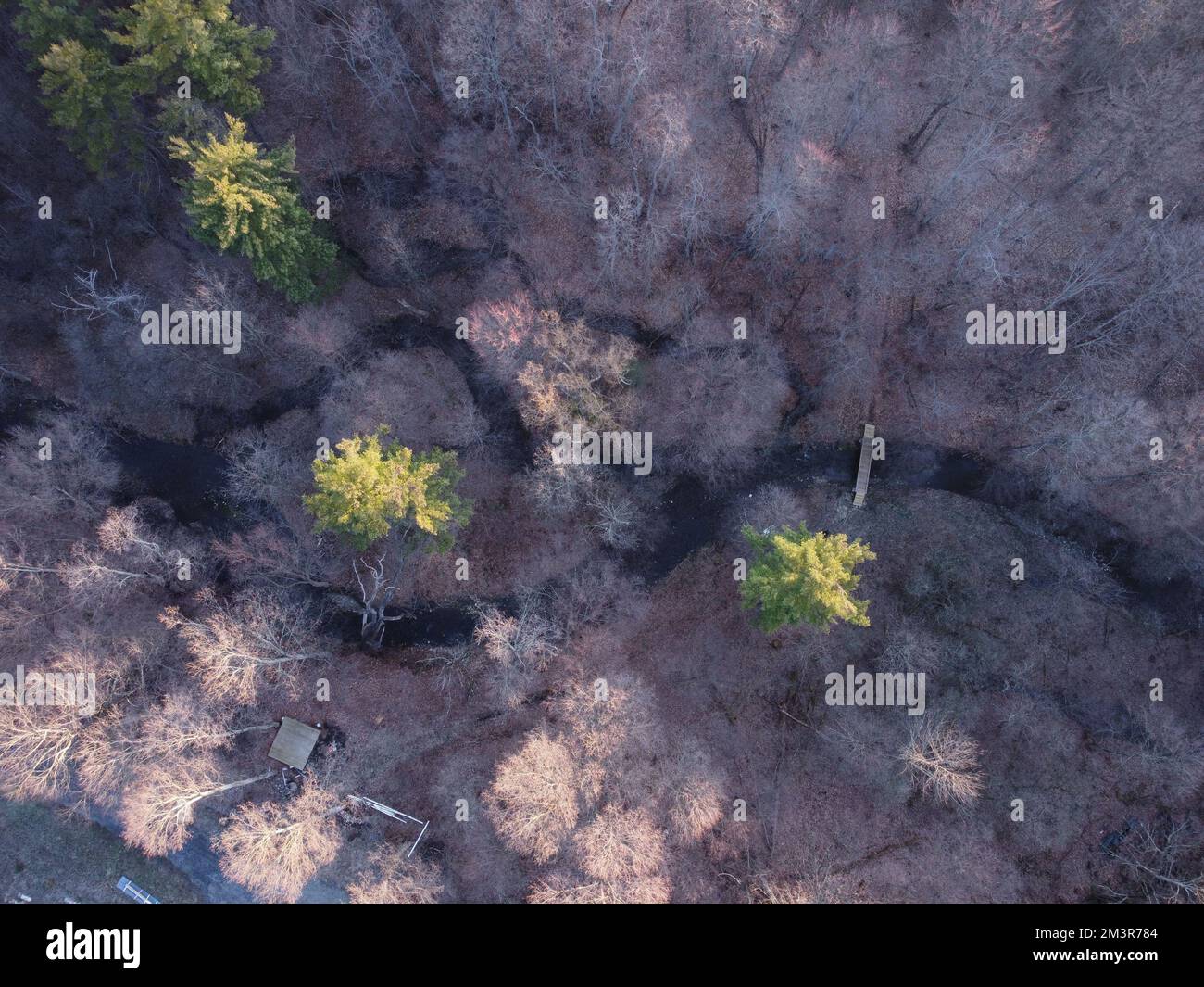 An aerial top shot of overgrown fern plants with sunlight on Stock ...