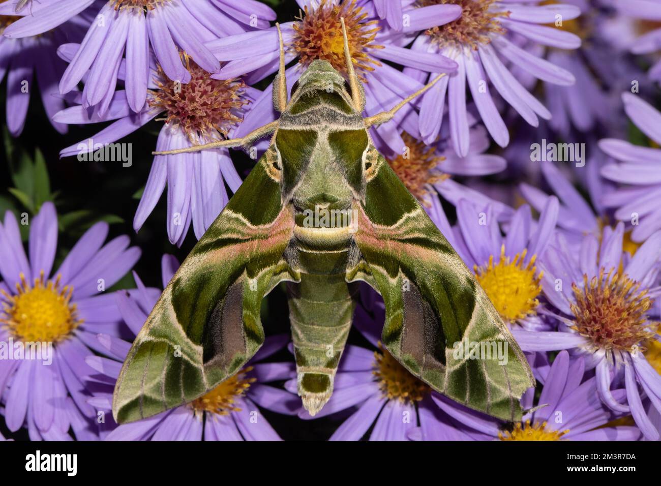 Oleander moth moth with closed wings hanging on purple flower from ...