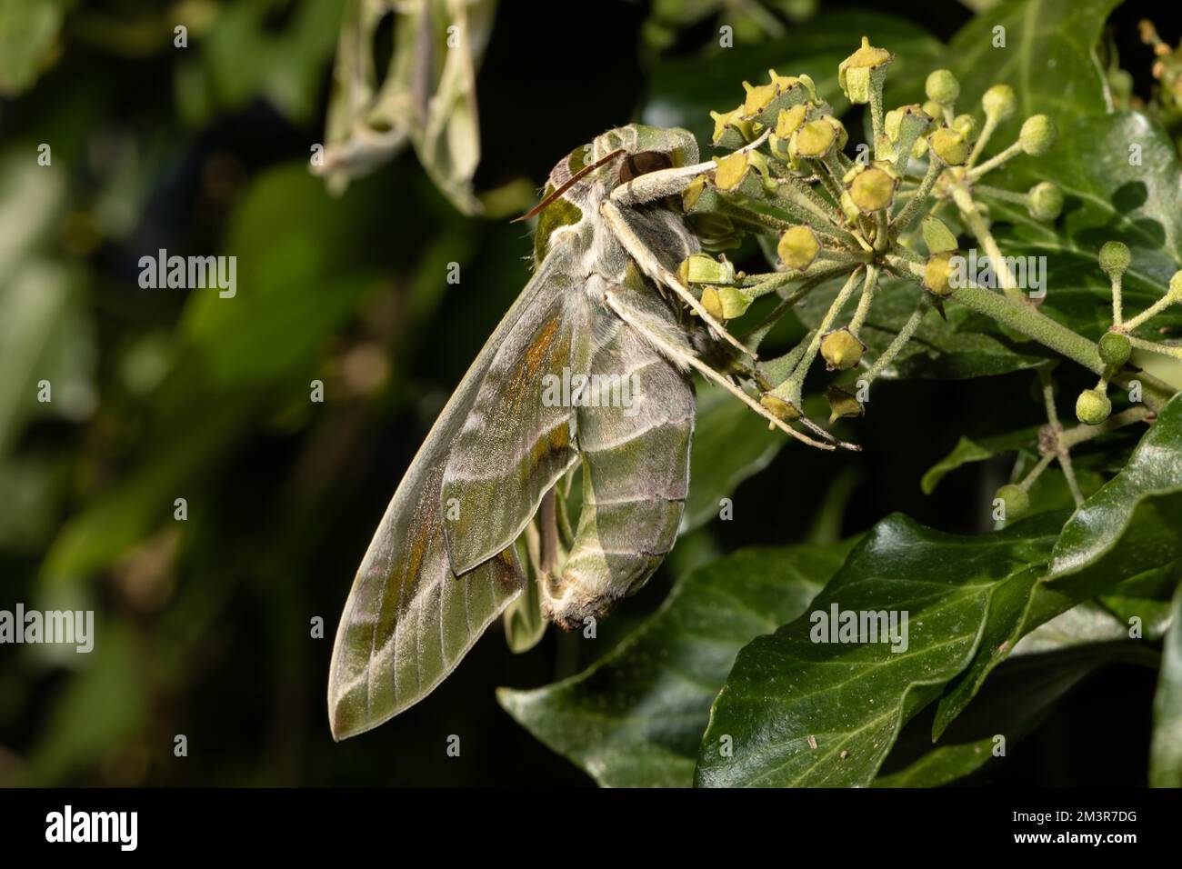 Oleander moth butterfly with closed wings hanging on green ivy fruits ...