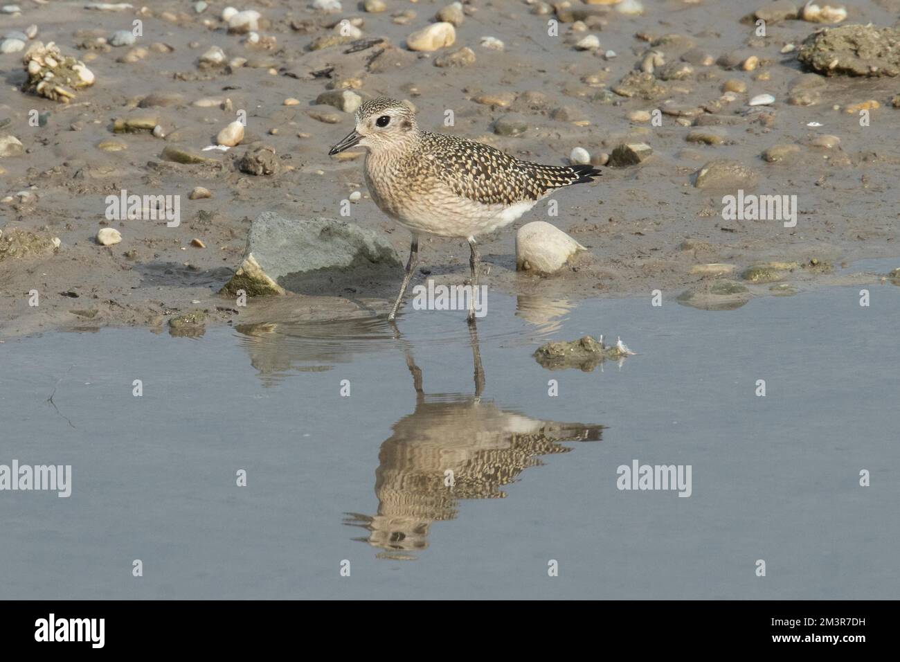 Little Ringed Plover with reflection standing at water's edge looking left Stock Photo - Alamy