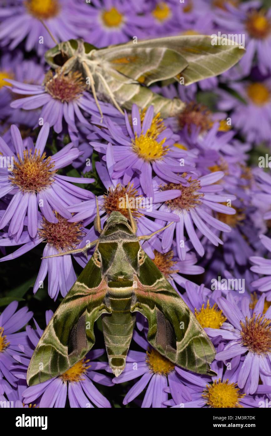 Oleander hawk moth two moths with closed wings hanging on violet ...