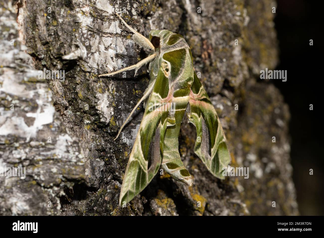 Oleander hawk moth with closed wings hanging on tree trunk seen from ...