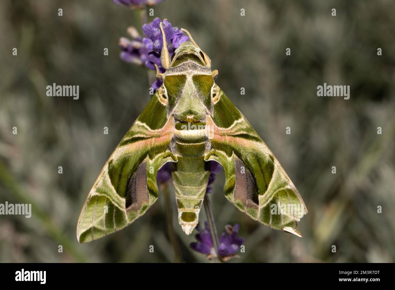 Oleander moth moth with closed wings hanging on purple flower from ...