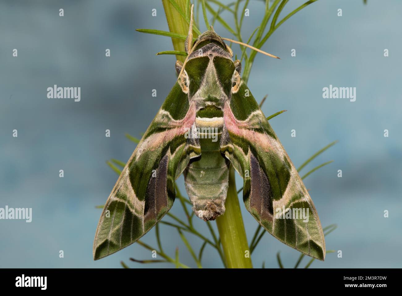 Oleander moth moth with closed wings hanging on green stalk from behind ...