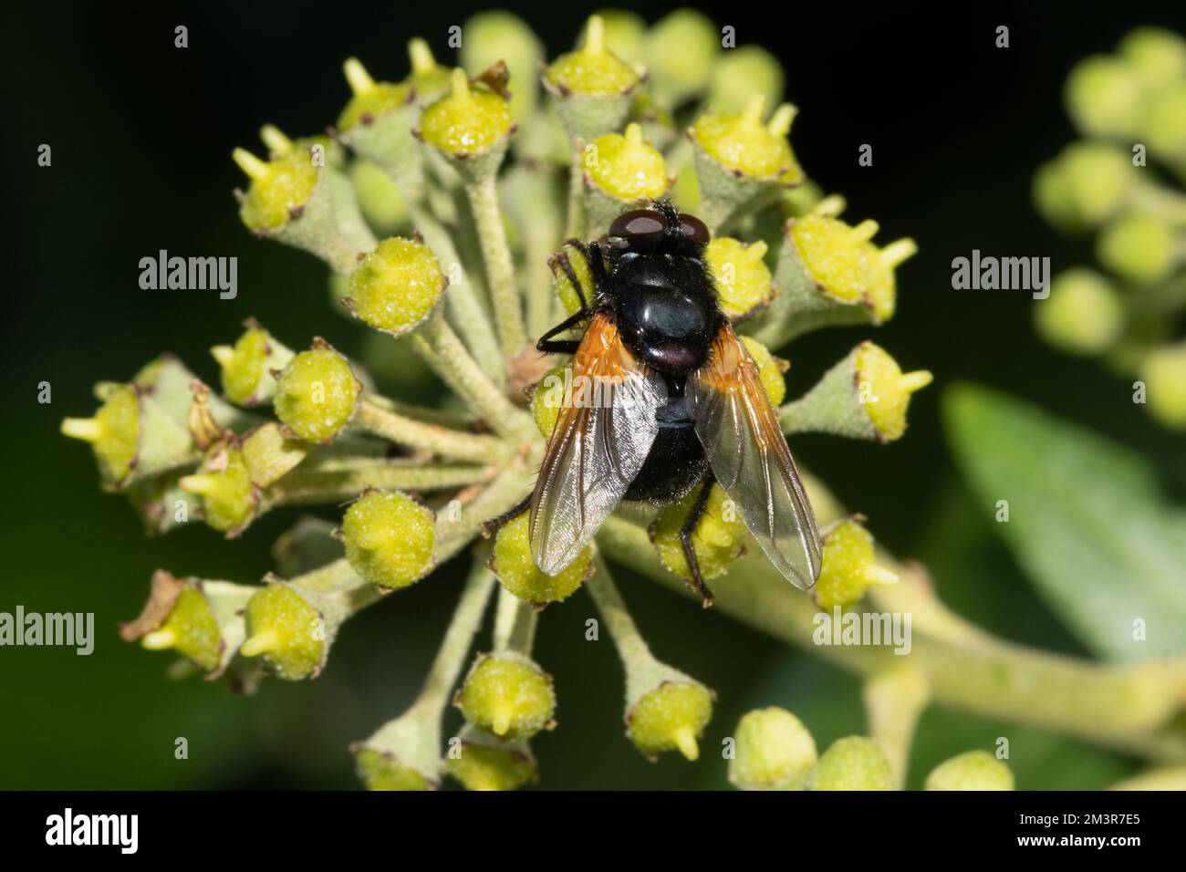 Cattle fly not cow not bird hi-res stock photography and images - Alamy