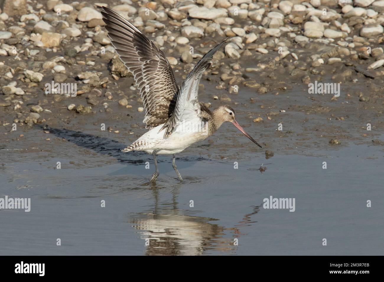 Bar-tailed Godwit with open wings standing at water's edge looking ...