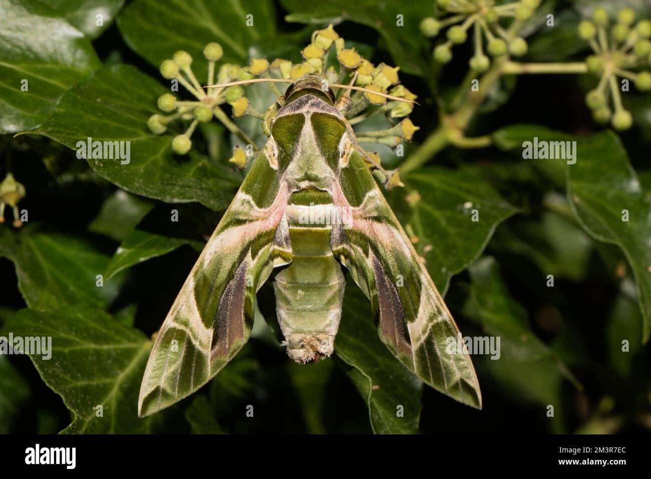 Green hawk moth hi-res stock photography and images - Alamy