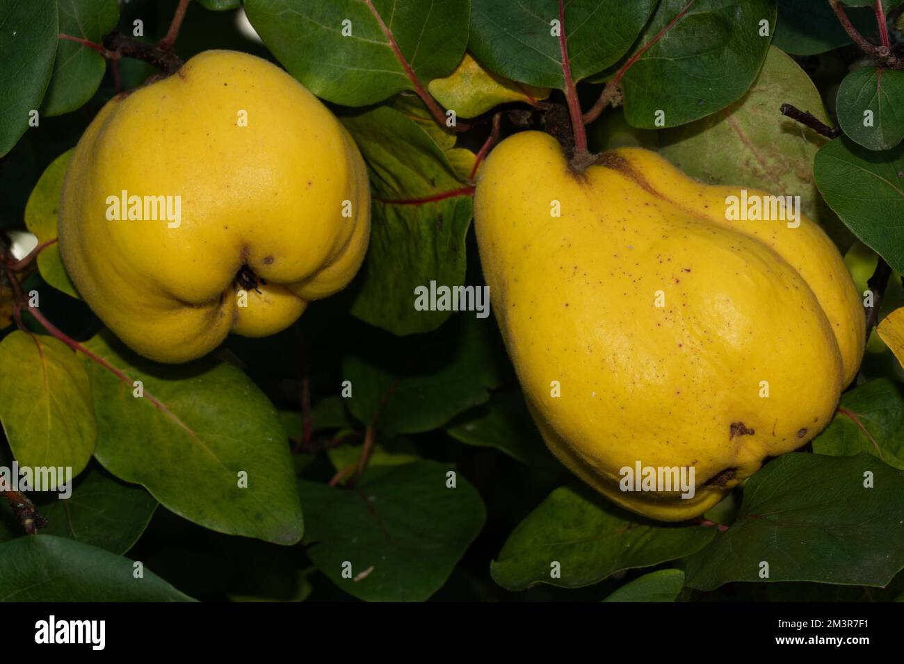 Two yellow fruits hi-res stock photography and images - Alamy