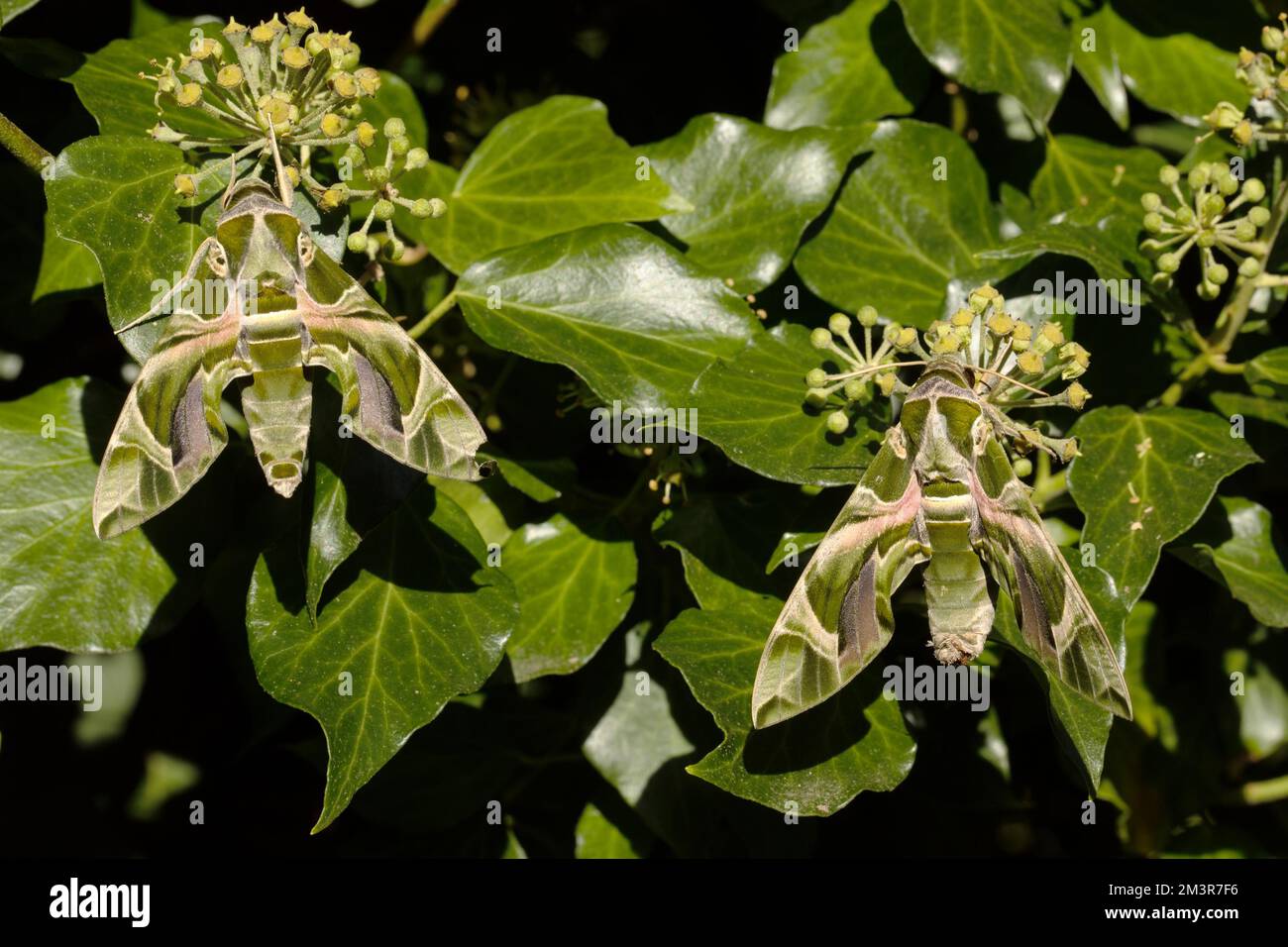 Oleander moth two moths with closed wings hanging on green ivy fruits ...