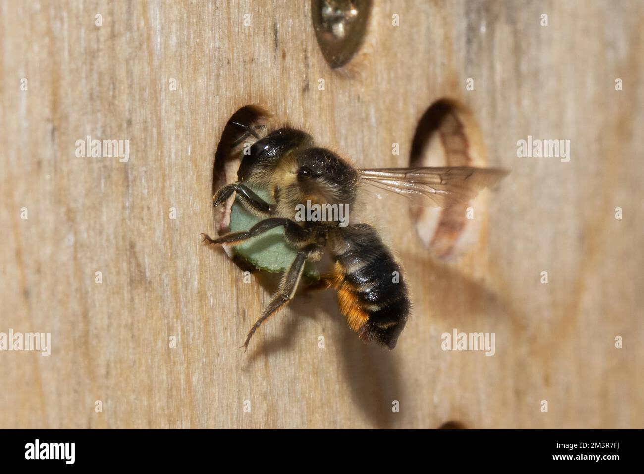 Garden leafcutter bee with green leaf hanging from entrance hole of ...