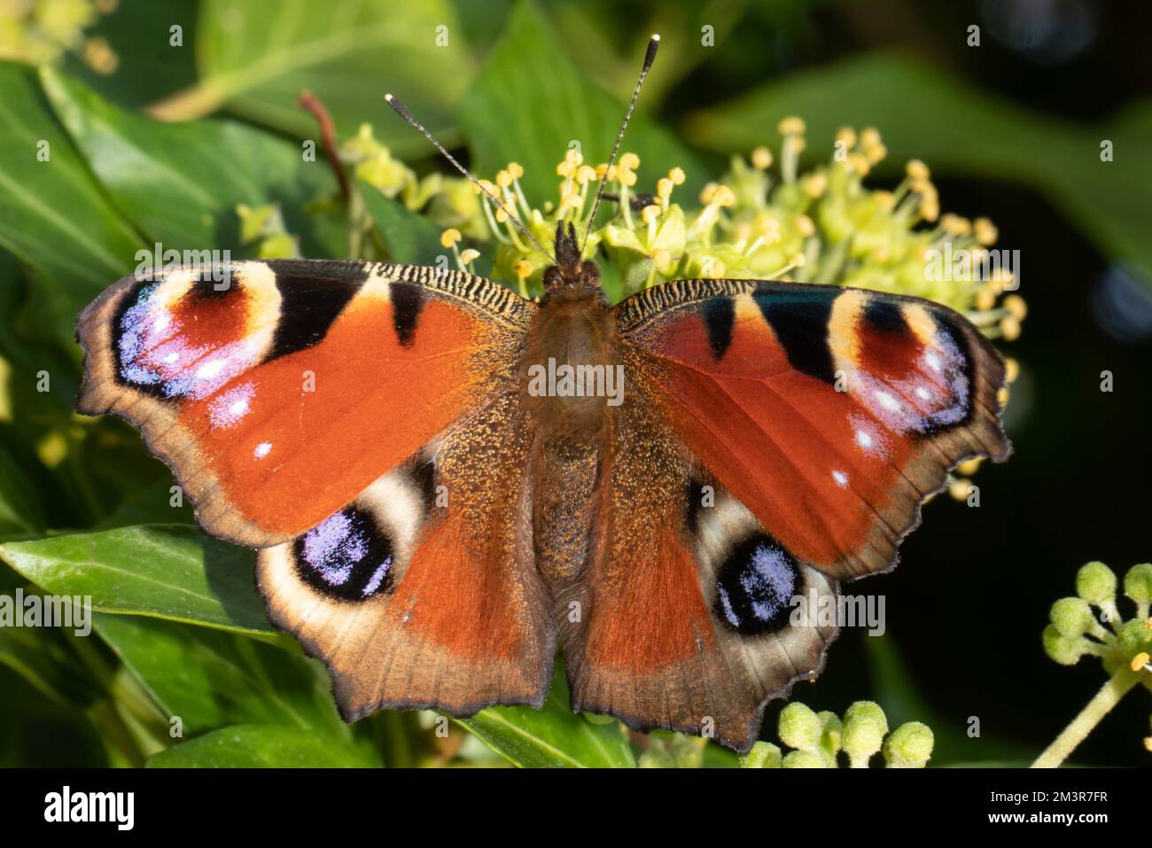 Peacock butterfly with open wings sitting on green ivy fruits looking ...