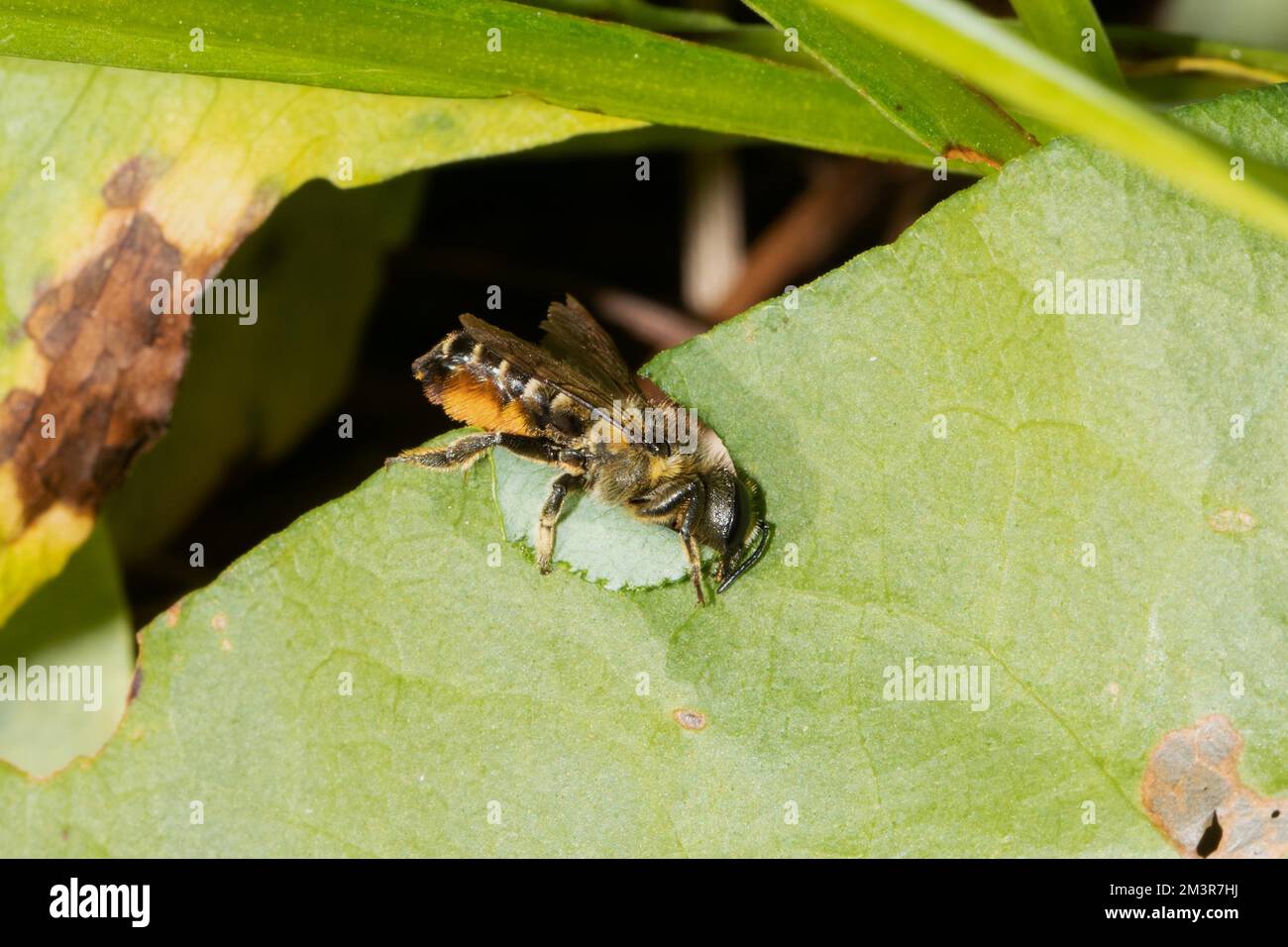 Garden leafcutter bee cutting out pieces of green leaf hanging right ...