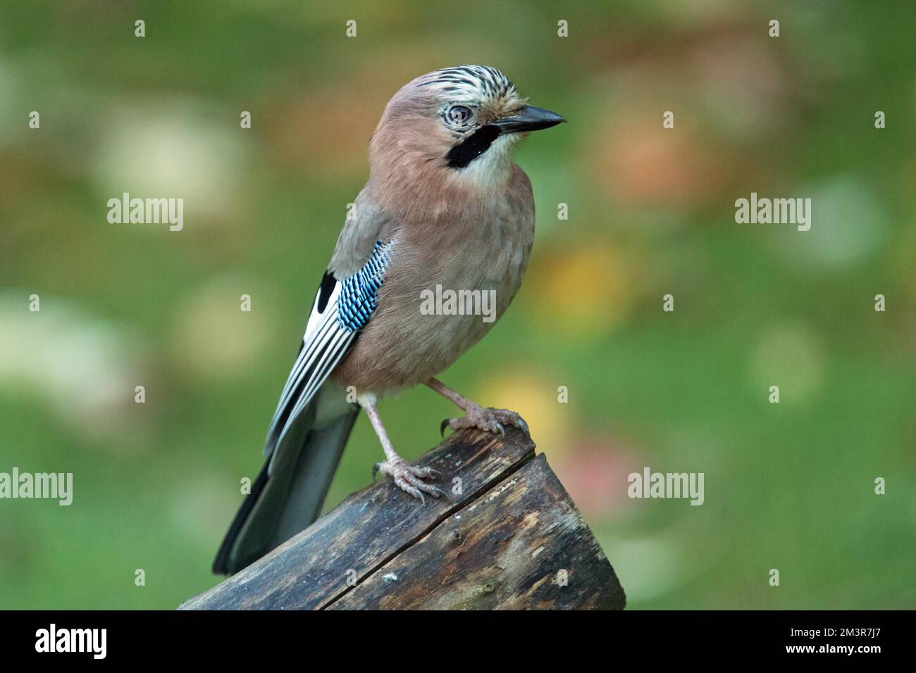 Eurasian Jay sitting on tree trunk looking right Stock Photo - Alamy