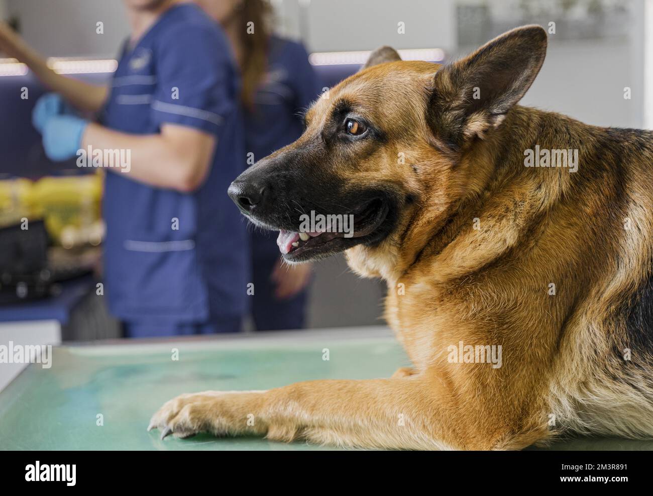 Close up doctor clinic with smiley dog Stock Photo - Alamy
