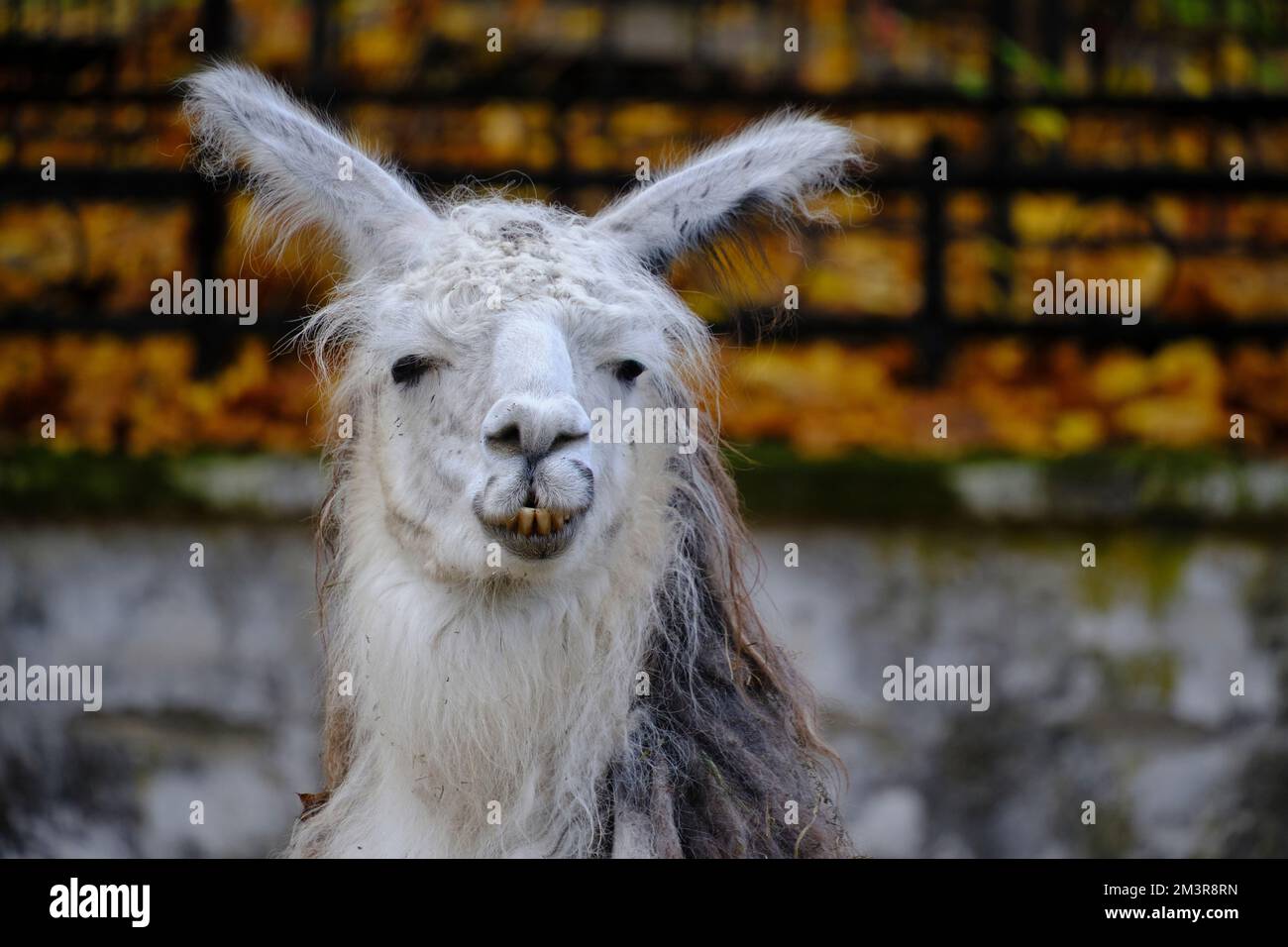 Long llama ears hi-res stock photography and images - Alamy
