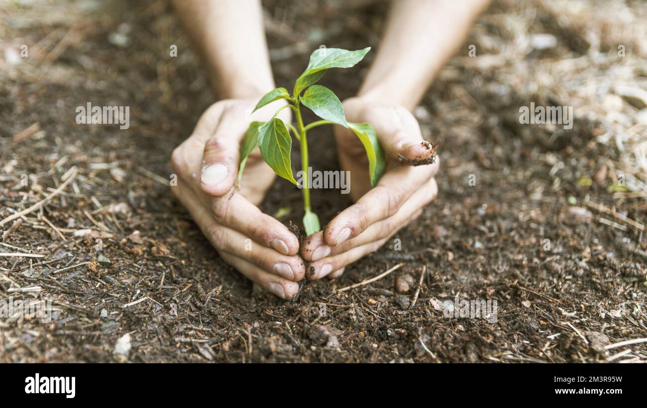Capital sprout icon hi-res stock photography and images - Alamy