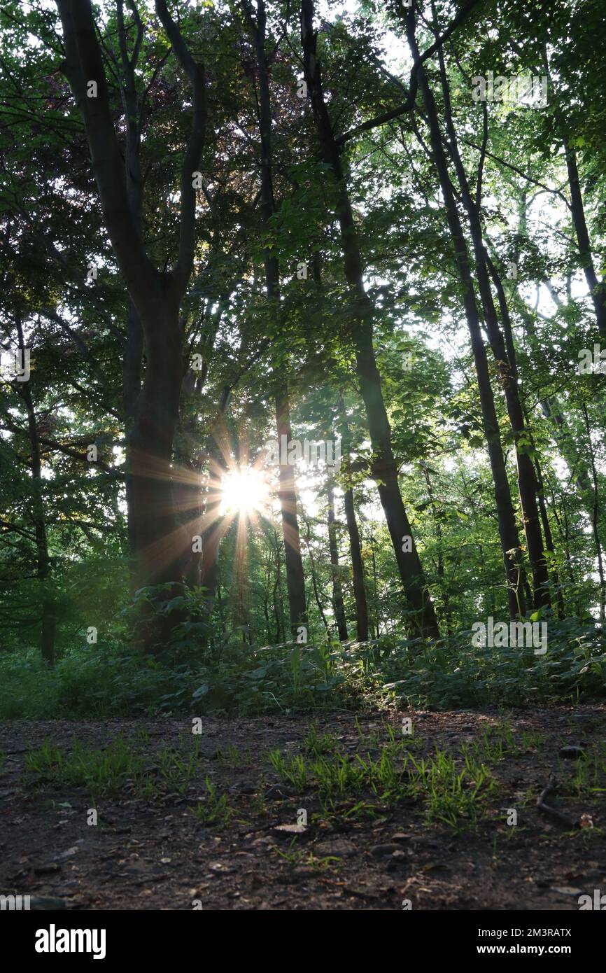 A beautiful view of a forest with sun rays bursting through branches ...