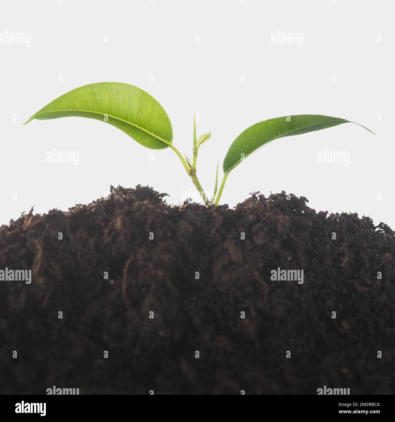 Seedling growing soil isolated white background. Resolution and high ...