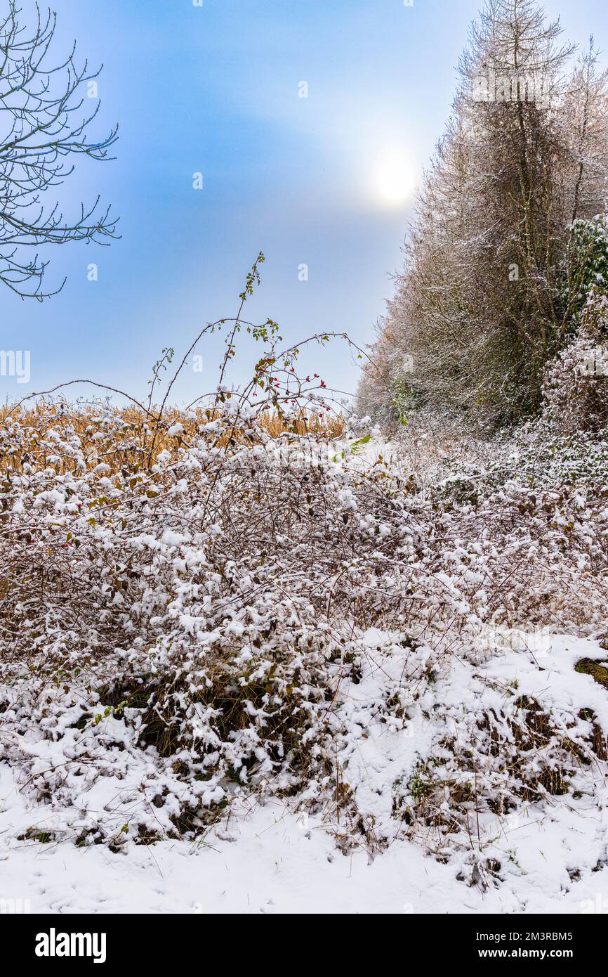 Early winter snow on a field edge near the Cotswold village of ...