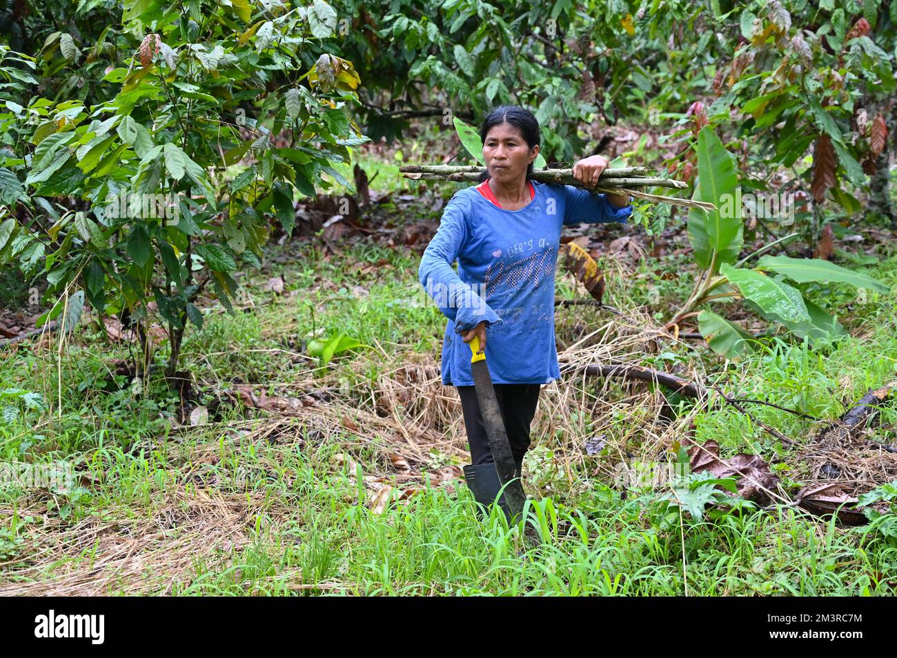 Illustration of reforestation in Ecuador, communities mobilize to reforest trees in the Amazon ...