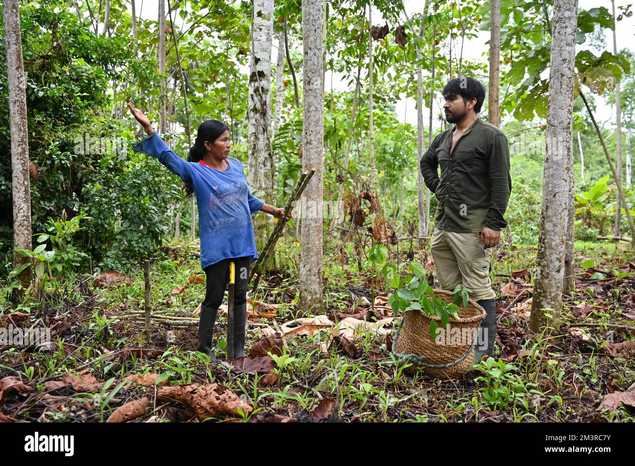 Illustration of reforestation in Ecuador, communities mobilize to ...