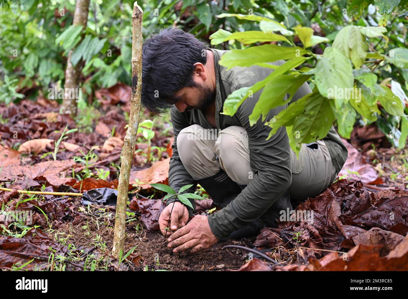 Illustration of reforestation in Ecuador, communities mobilize to reforest trees in the Amazon ...