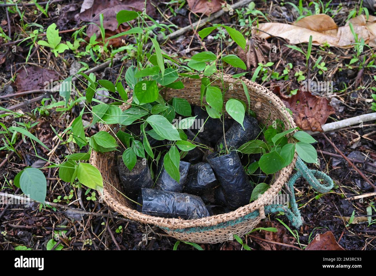 Illustration of reforestation in Ecuador, communities mobilize to ...