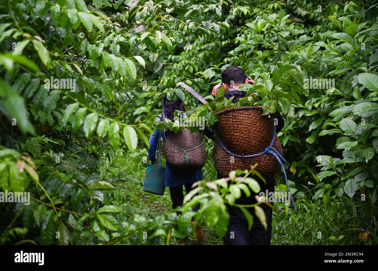 Illustration of reforestation in Ecuador, communities mobilize to ...