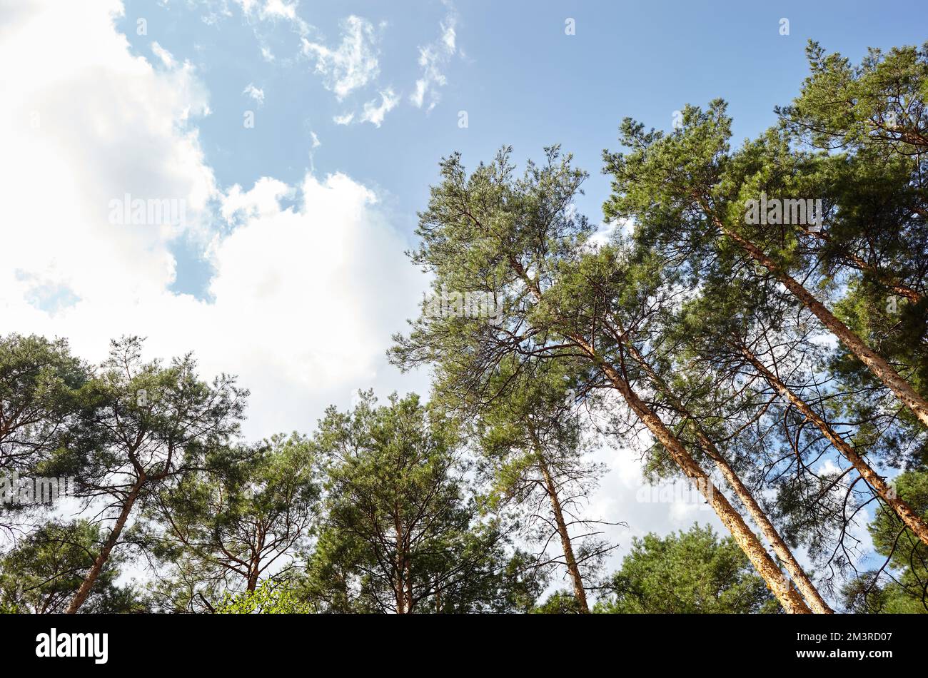 Fir tree pine blue sky bright hi-res stock photography and images - Alamy